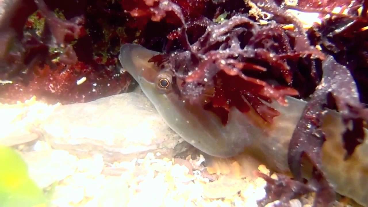 Cornish sucker fish (shore clingfish) - YouTube