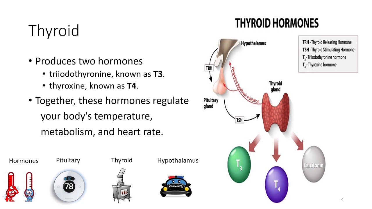 CH 16 Thyroid Hormones - YouTube
