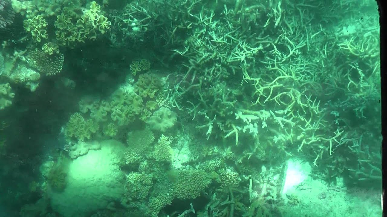 Great Barrier Reef - Ribbon Reef No. 3 - Outer Reef - 13 February 2012 ...