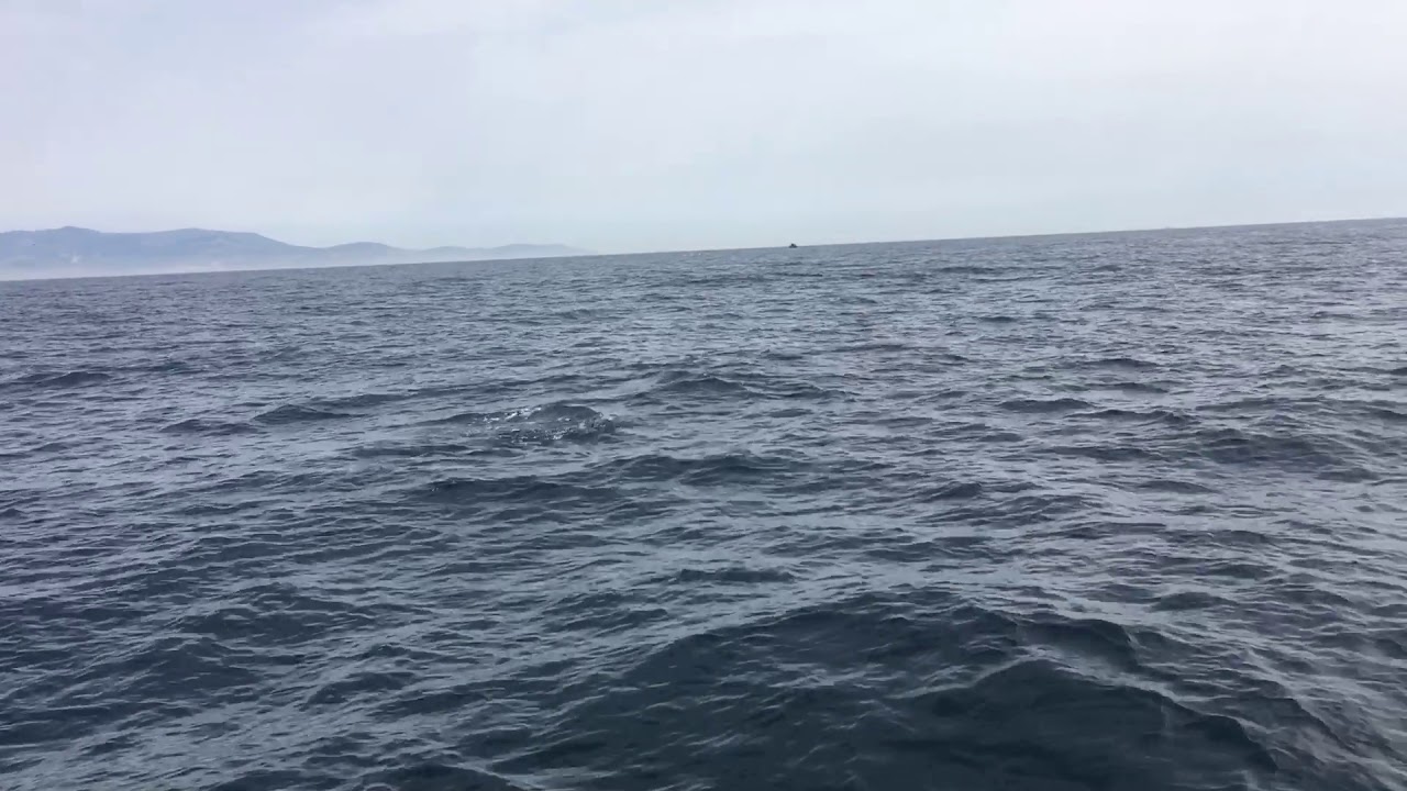 Atlantic Ocean life 🐋🐬 wild dolphins 🐬 - YouTube