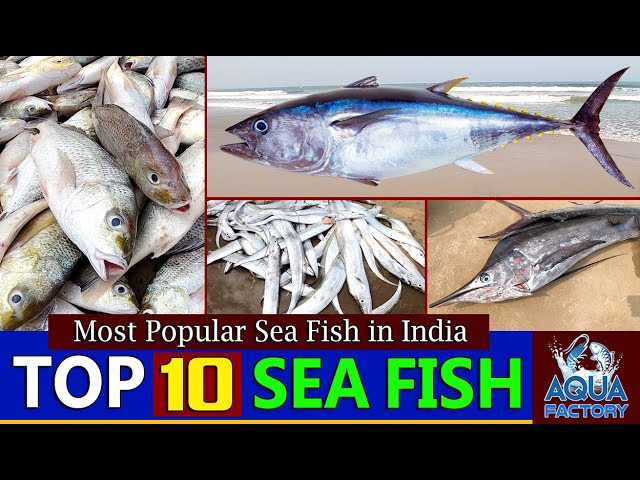 Types Of Sea Fish In India With Pictures Of Them - Infoupdate.org