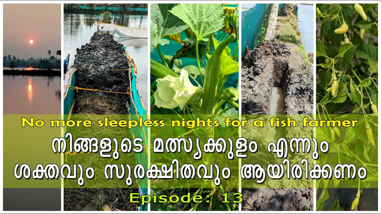 Outer bund or dike, ശക്തവും സുരക്ഷിതവുമായ മൽസ്യ കുളം, E13, part-2, fish ...