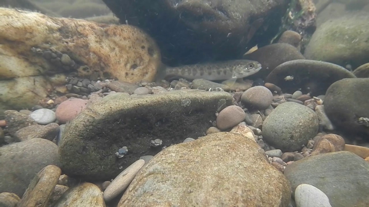 Salmon Parr underwater - YouTube