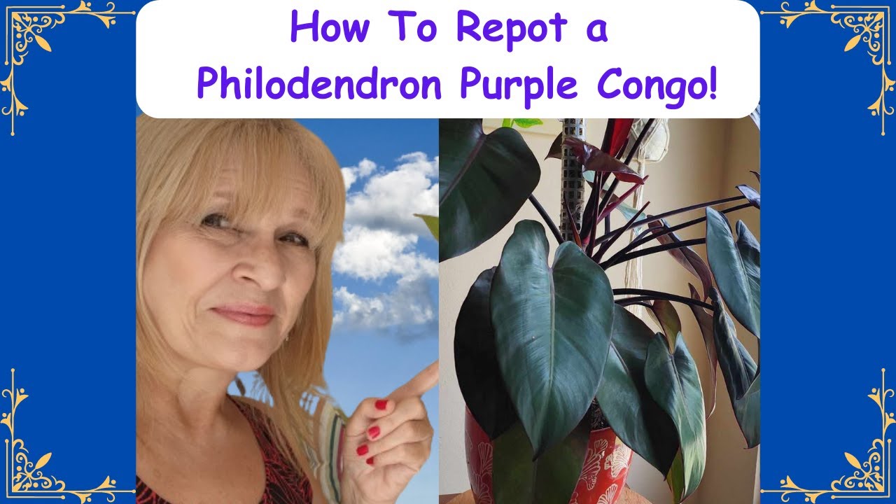 How to Repot a Philodendron Purple Congo! - YouTube