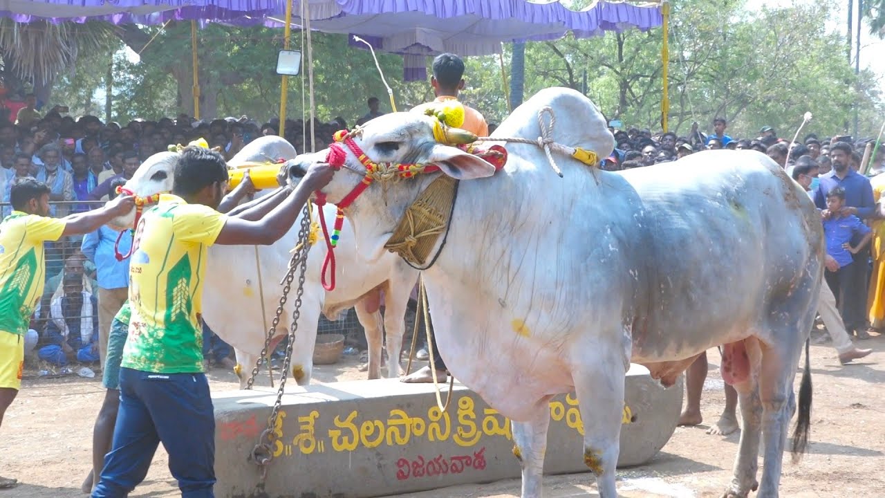 Simha & narasimha RK Bull's Vetapalem at Mahanandi - YouTube