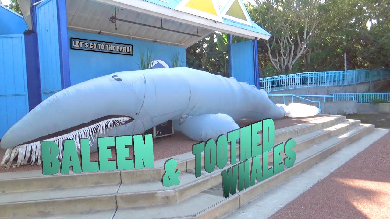 Baleen & Toothed Whales - Animal Spotlight - YouTube