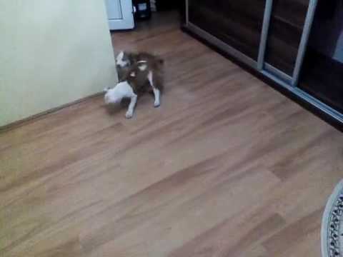 Yavru pitbul kavgası