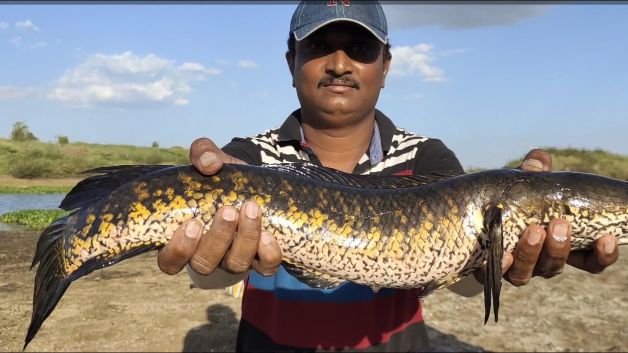 #Catfish big and# snake head fish fishing catchup and cooking # snake ...
