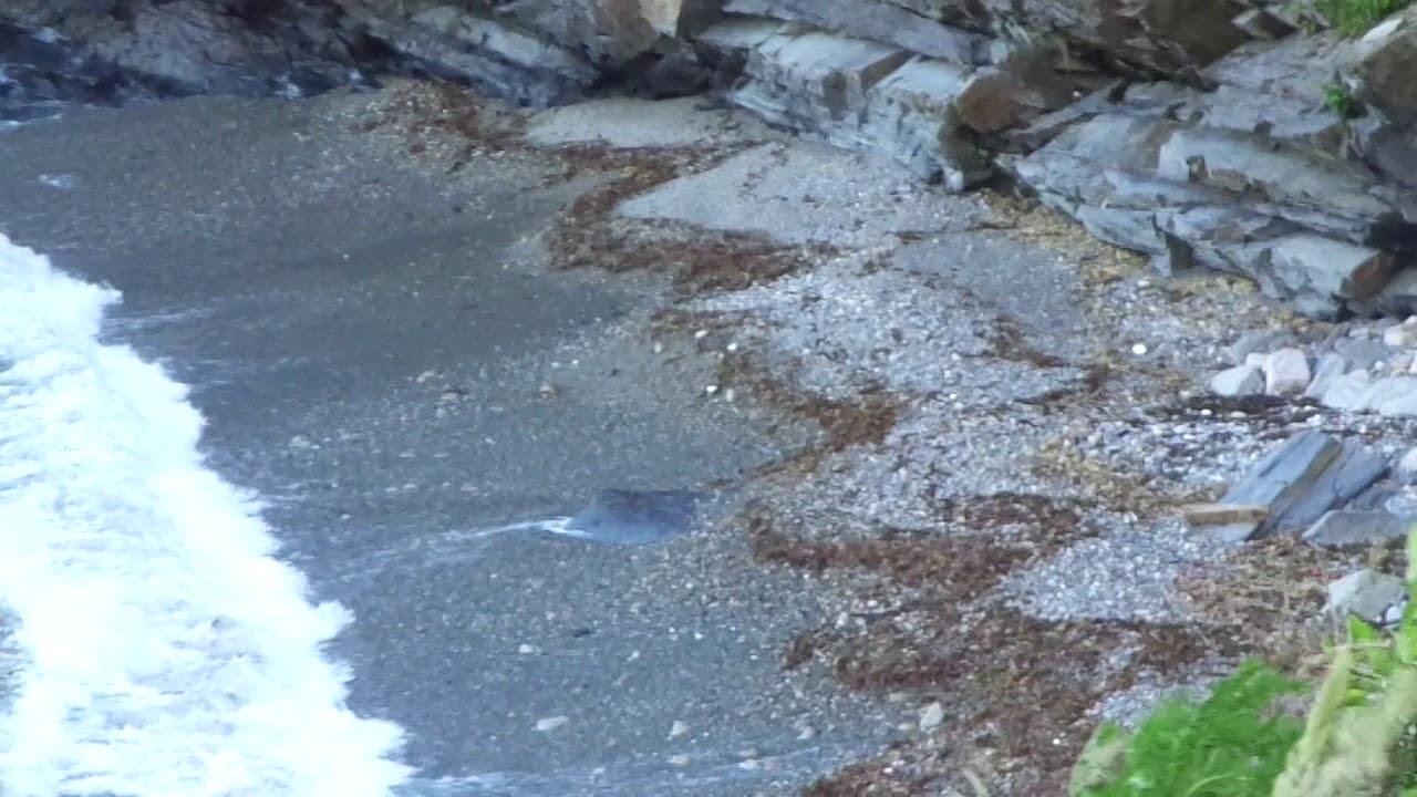 waves moving sediment onto shore - YouTube