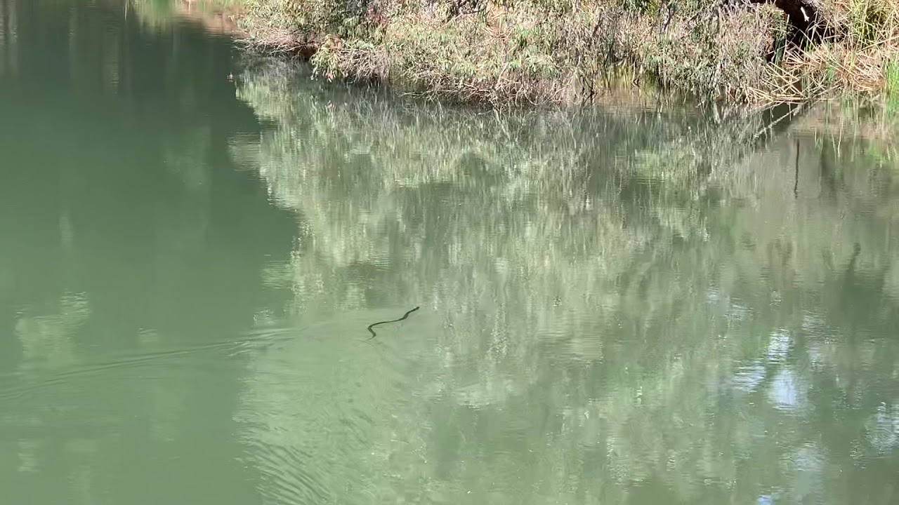 Sheba dam red belly swimming - YouTube