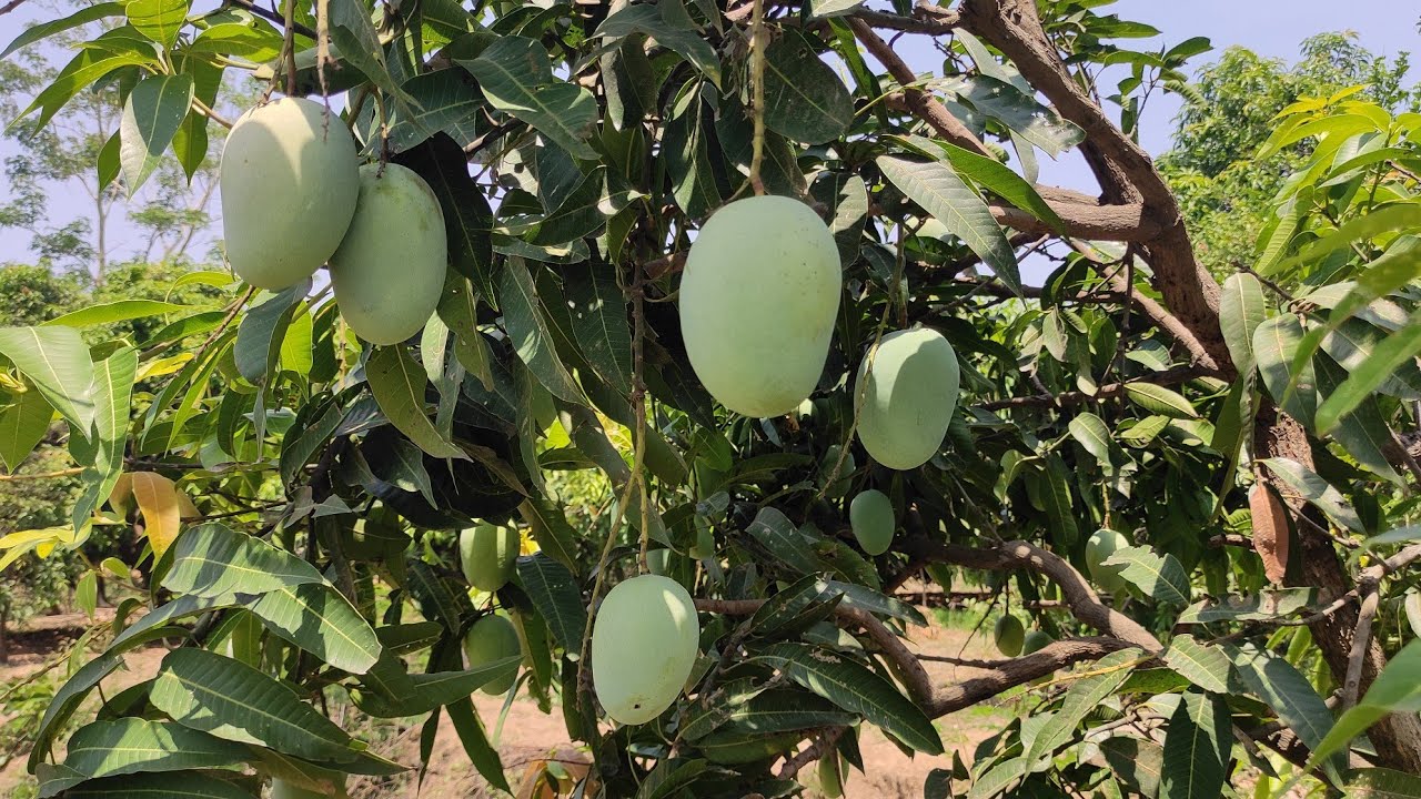 langda mango tree and fruits - YouTube
