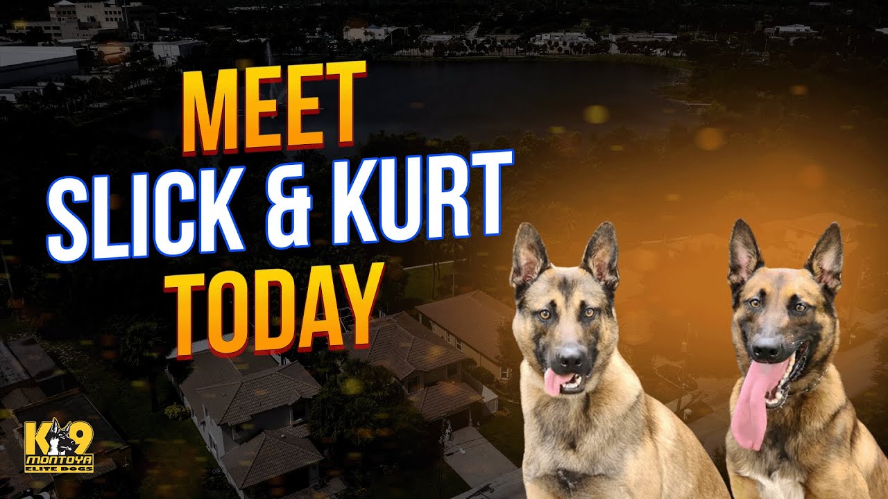 Meet Slick & Kurt - K9 Montoya - YouTube