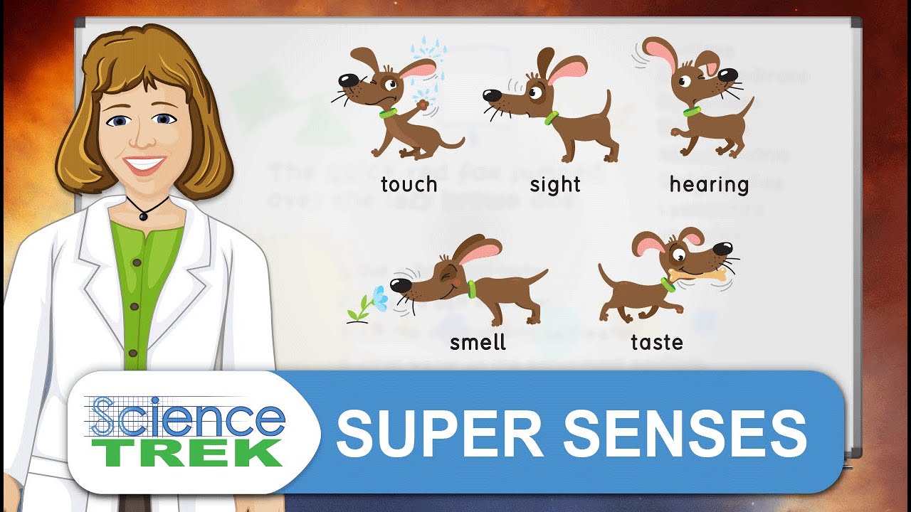 Animal Adaptation: Super Senses | Science - YouTube