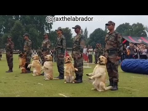 Army dog training 🔥🇮🇳|Rax The Labrador - YouTube