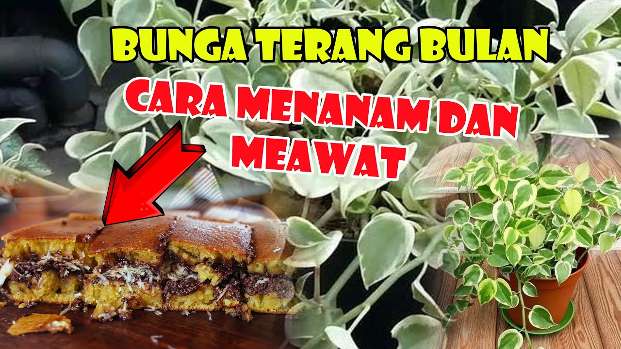 CARA MENANAM BUNGA TERANG BULAN AGAR TUMBUH SUBUR DAN RIMBUN - YouTube