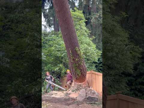 Big Douglas Fir Up North, Right tight against a fence. #urbanlogging #clearing #cutting