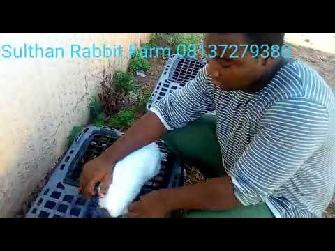 Rabbit Force Mating Techniques by Sulthan Rabbit Farm - YouTube