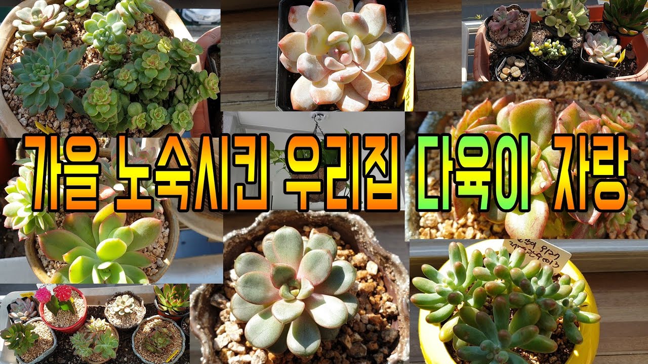 가을햇빛바람에 노숙시킨 우리집 다육자랑염좌러우누다오팔블루엘프홍포도라울오렌지먼로을녀심카스테라웅동자금벽어언금