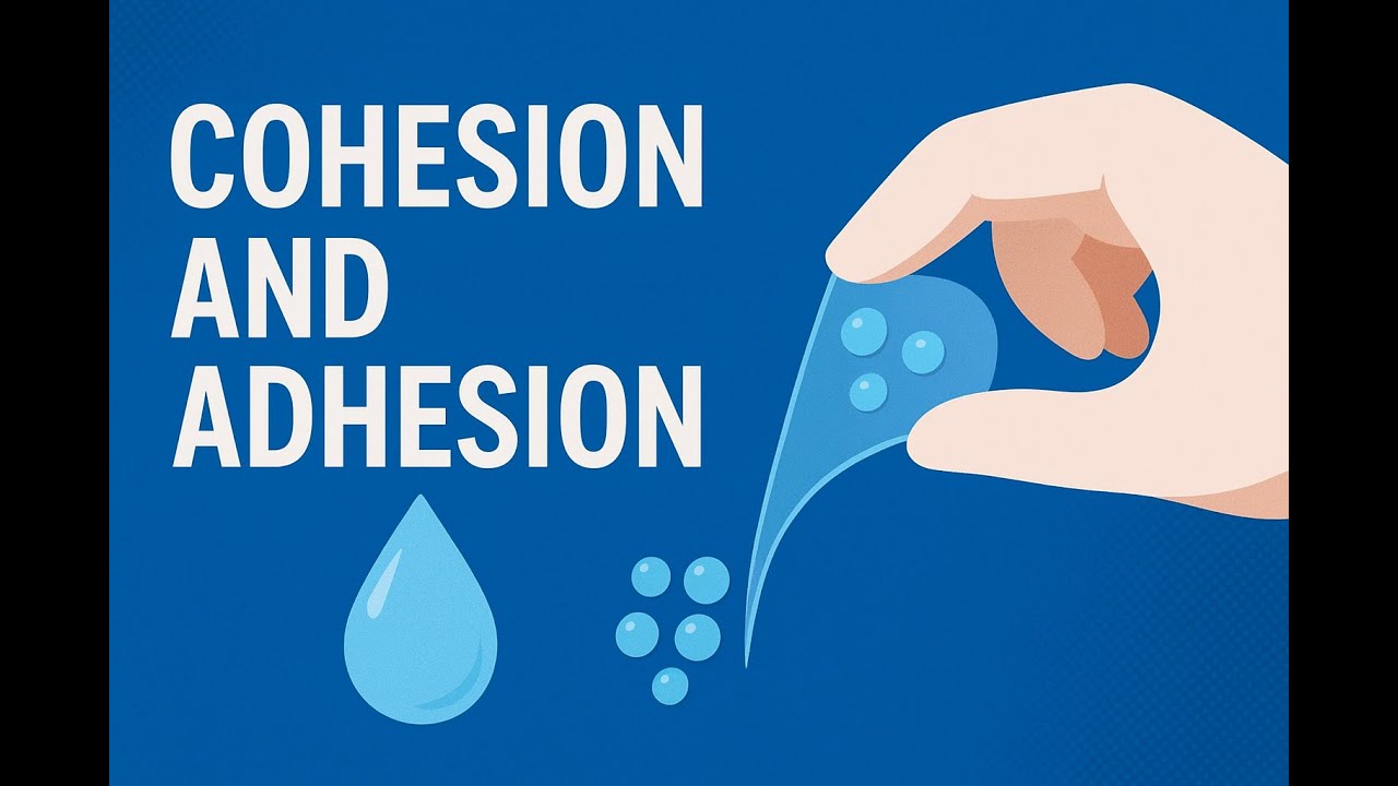 Cohesion and Adhesion - YouTube
