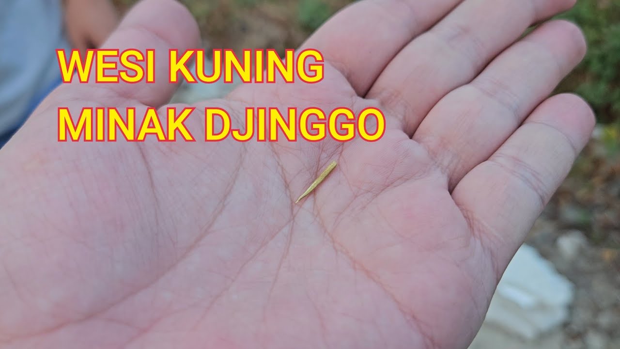 WESI KUNING MINAK DJINGGO ANTI TEMBAK | TIDAK DIMAHARKAN KOLEKSI ...