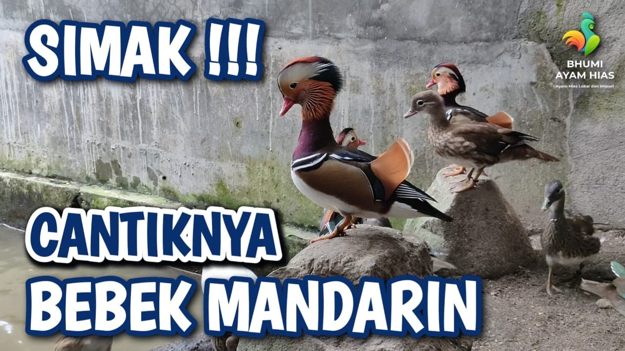 CANTIKNYA BEBEK HIAS MANDARIN DUCK - YouTube