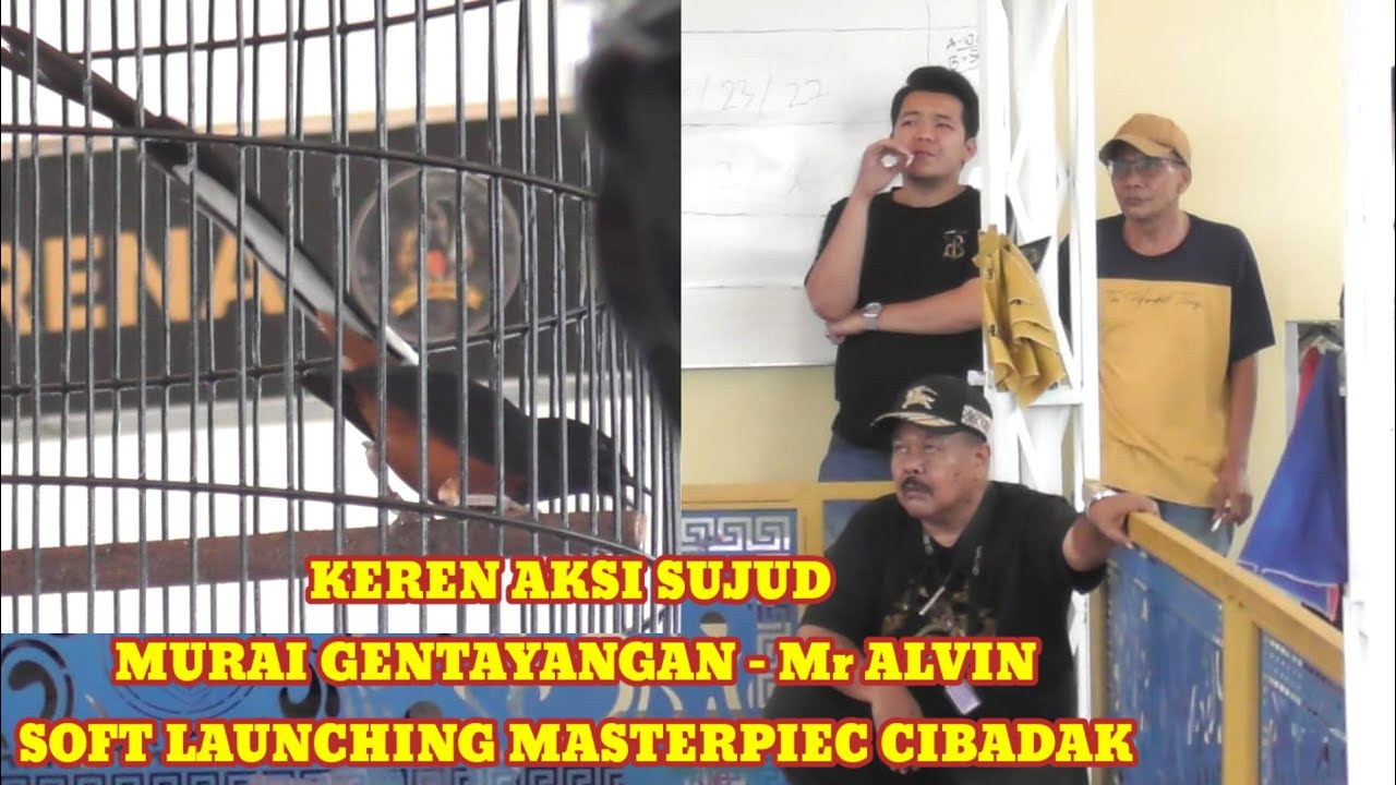 Keren Aksi Sujud Murai GENTAYANGAN - Mr ALVIN // SOFT LAUNCHING ...