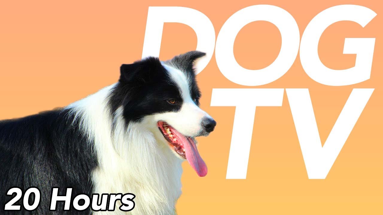 DOG TV - 20 Hours of Walking and Exciting Drone Footage for Dogs - YouTube