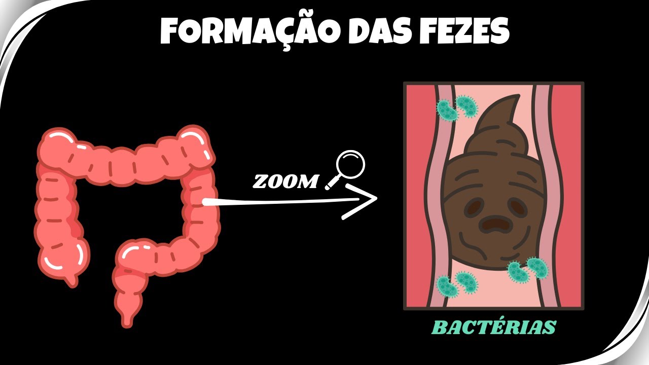 Como ocorre a formação das fezes? - YouTube