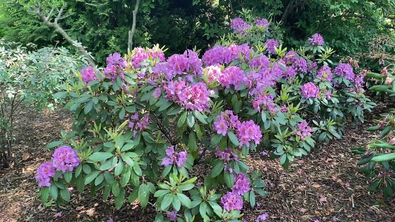 DANDY MAN® Purple Rhododendron | Garden Crossings - YouTube