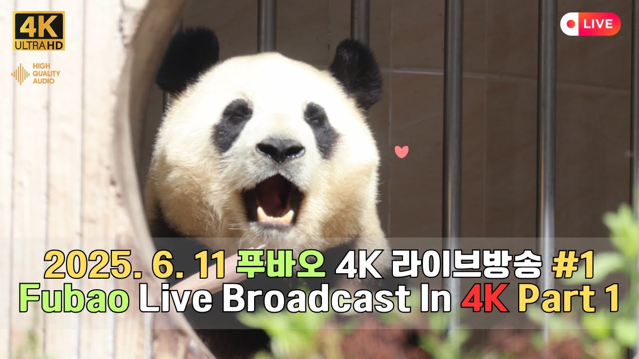 죽순폭탄 맞은 푸바오의 오전을 4K 고화질 고음질 방송으로 만나보세요.(4K Fubao Live Broadcasting ...