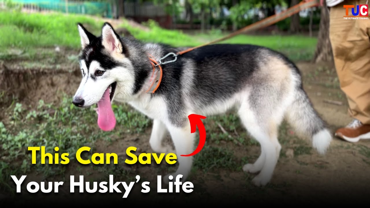 TOP 4 Most Important Tips Every HUSKY Owner Must Follow! #husky - YouTube