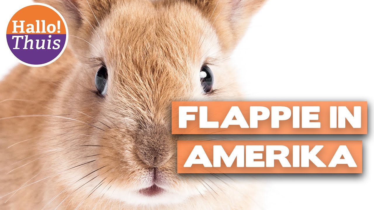 Het Amerikaanse Flappie Kerstliedje | Nieuwsflits - YouTube