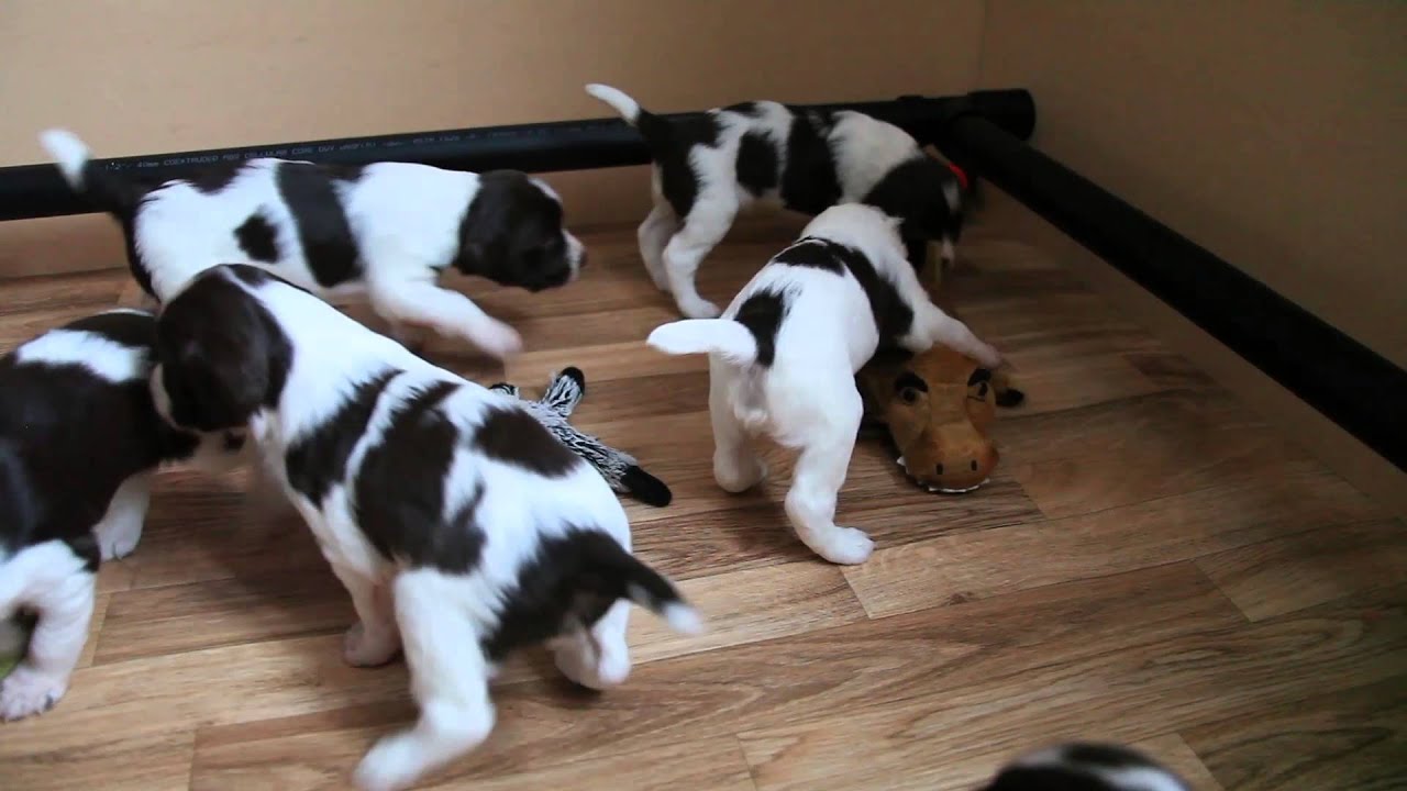Can A English Springer Spaniel Eat Slim Jim