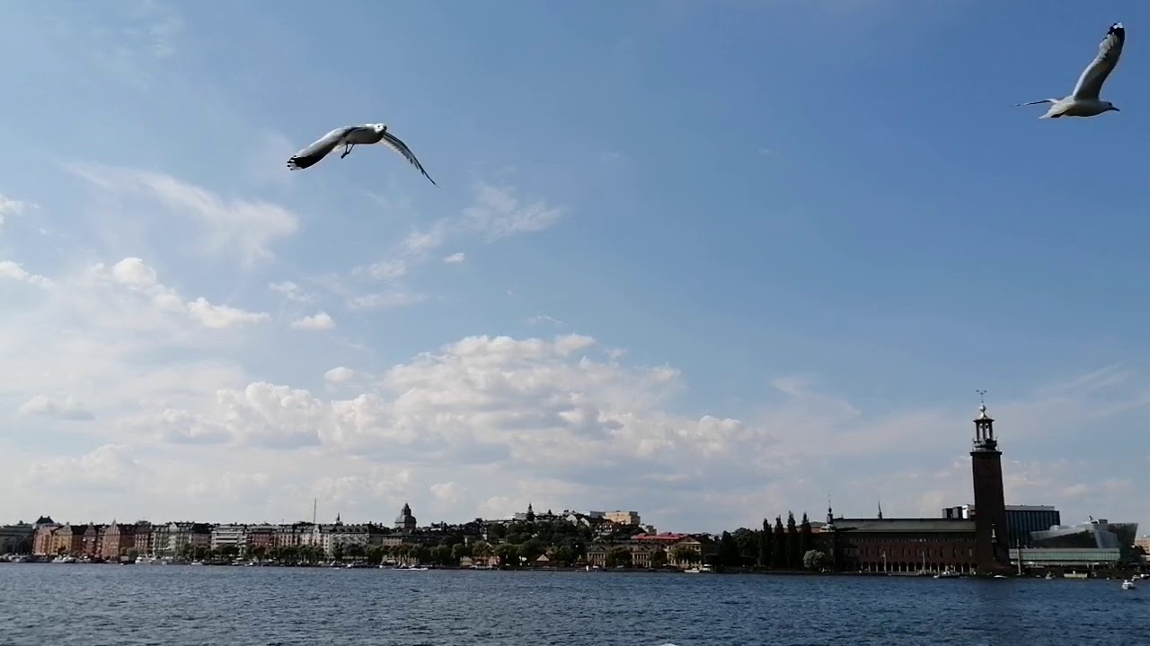 Bird and Sweden Stockholm - YouTube