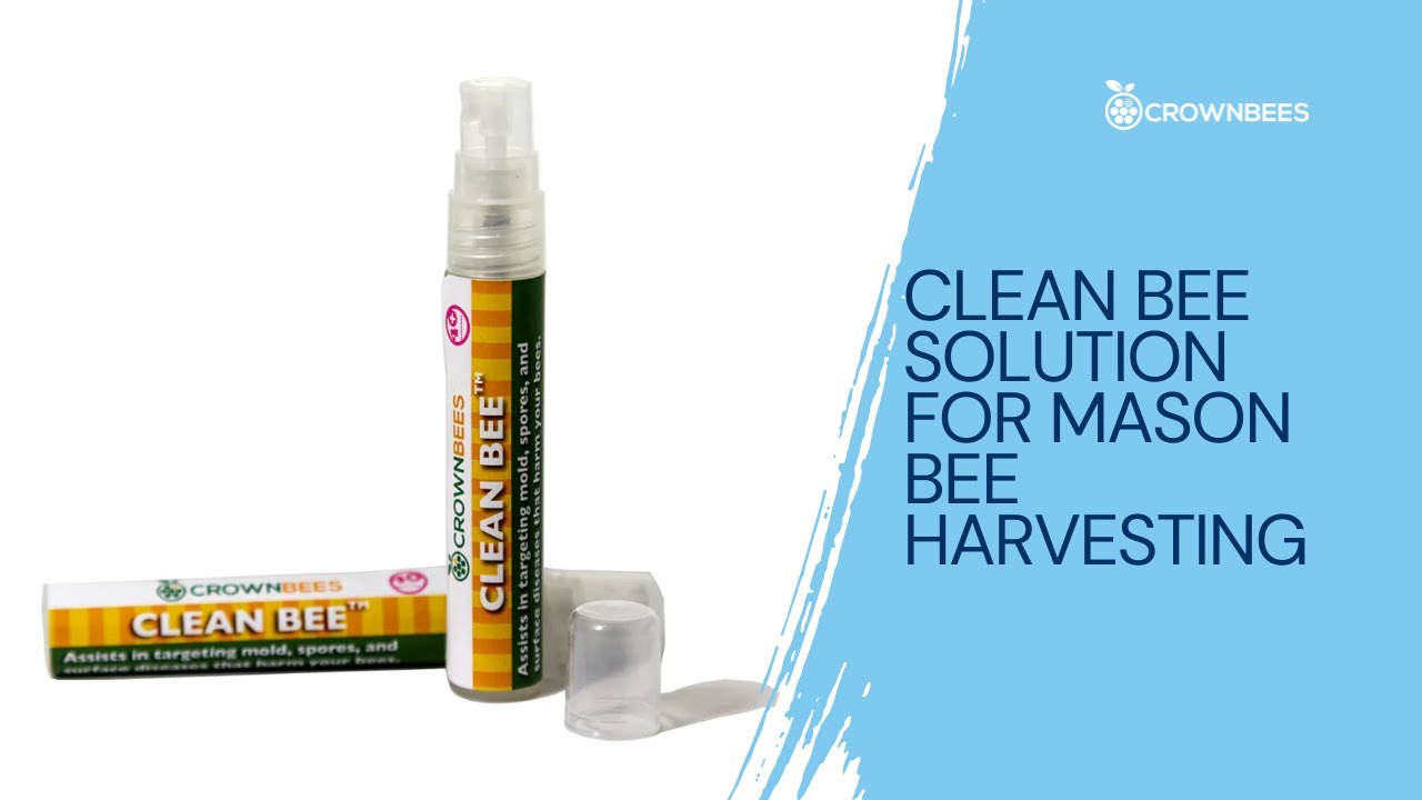 Clean Bee Solution for Harvesting Mason Bee Cocoons - YouTube
