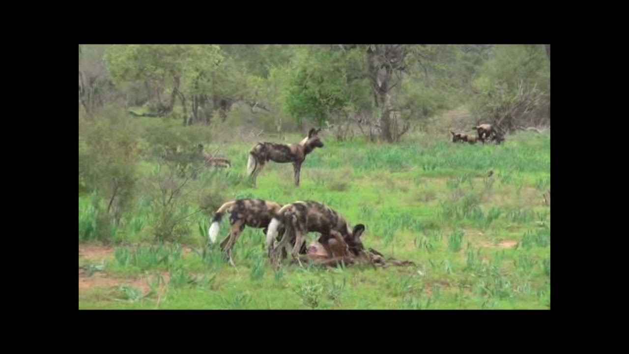 Wild dog vs impala vs hyena - YouTube