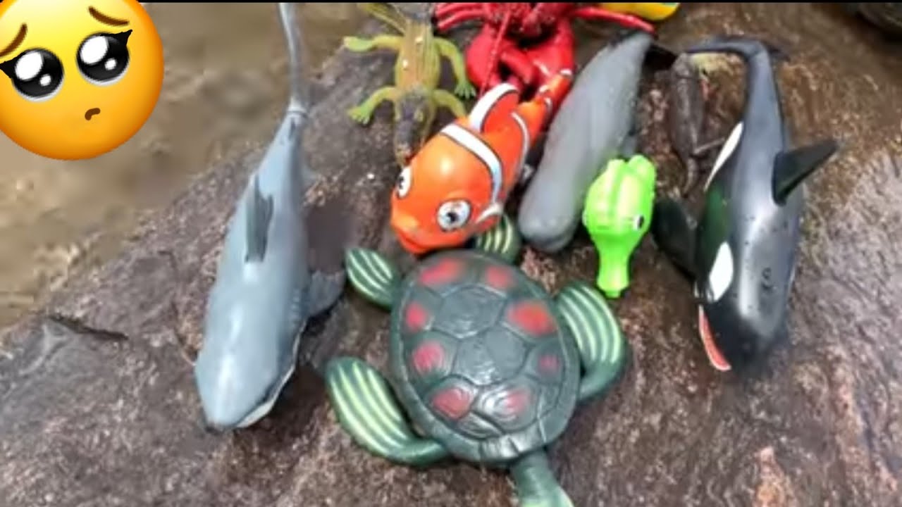 #seaanimals The coolest sea animal games this summer at the beach you ...