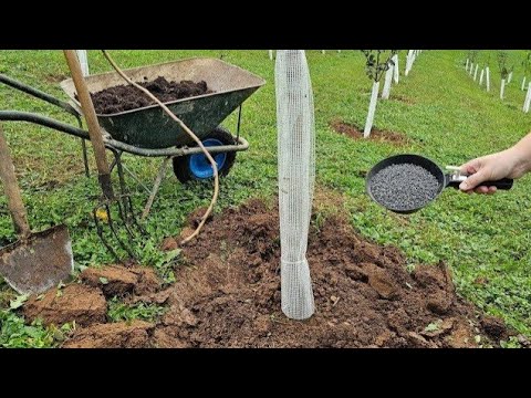 Ključni koraci za zdrave voćke - sada odradite ove poslove!