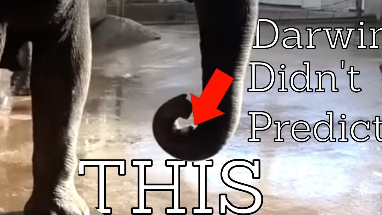 Pang Pha The Elephant Who Peels Bananas - YouTube