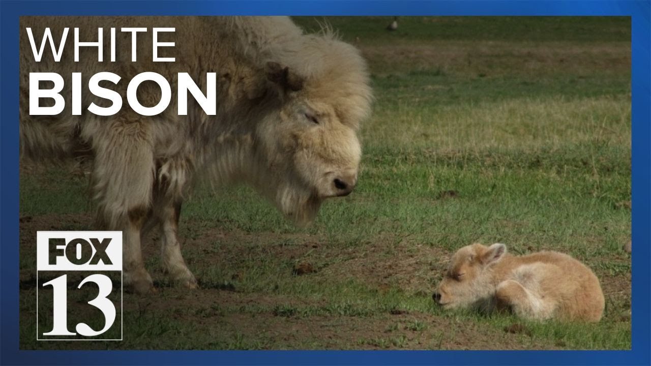 Rare white bison born in Evanston, Wyoming - YouTube
