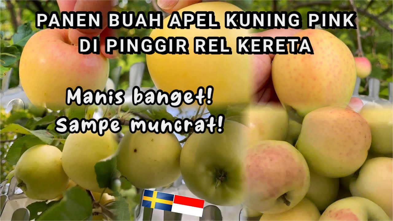 PANEN BUAH APEL KUNING PINK DI PINGGIR REL KERETA DI IBUKOTA - YouTube