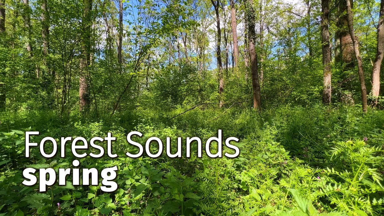 2 HOURS Nature Sounds, Deep Into the Forest, Spring - Beautiful ...