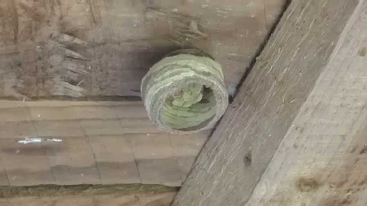 Queen Wasp - beginning her nest - YouTube