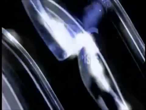 NBC Enterprises Logo - YouTube