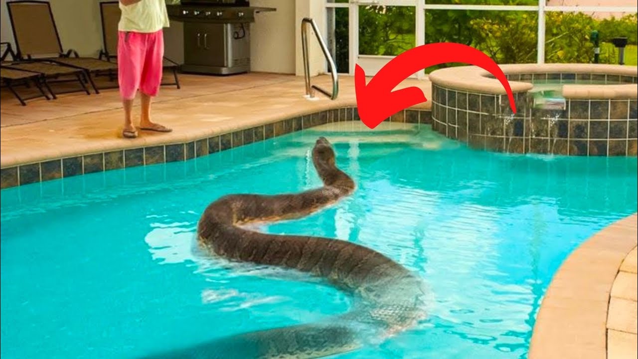 Animals Invading People's Homes Caught on Camera - YouTube