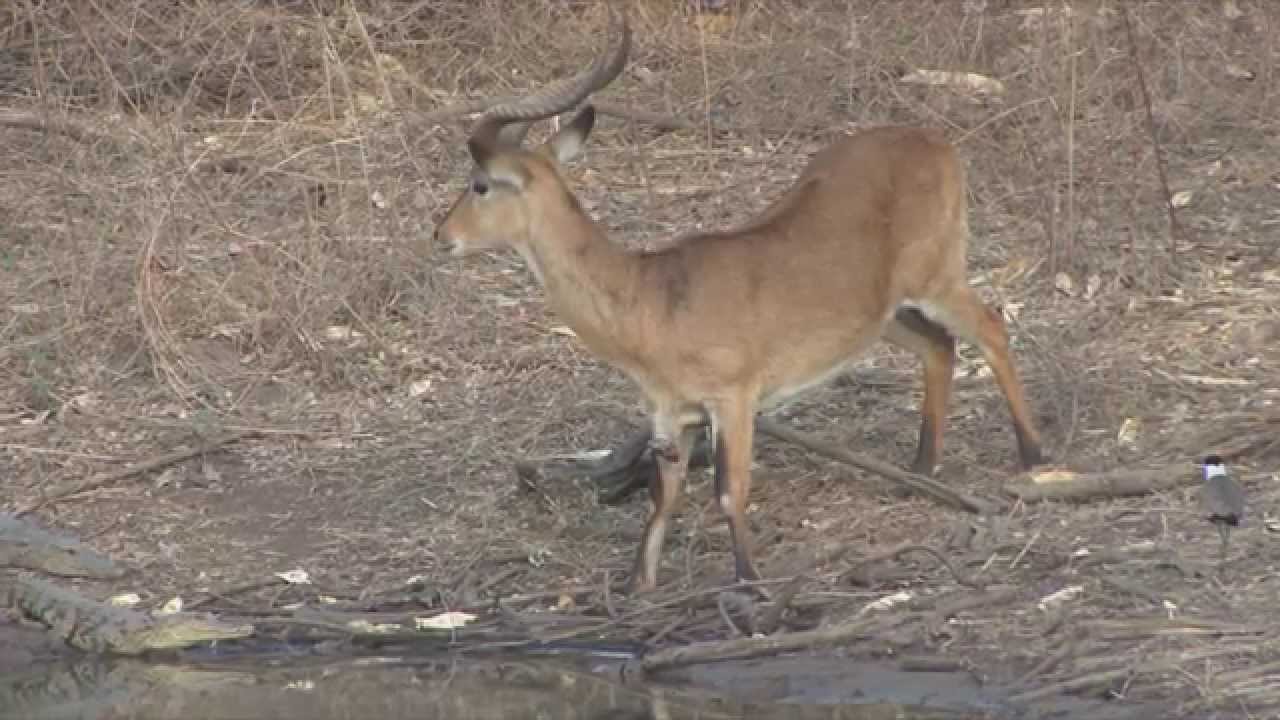 Buffons Kob (Kobus kob kob) - YouTube