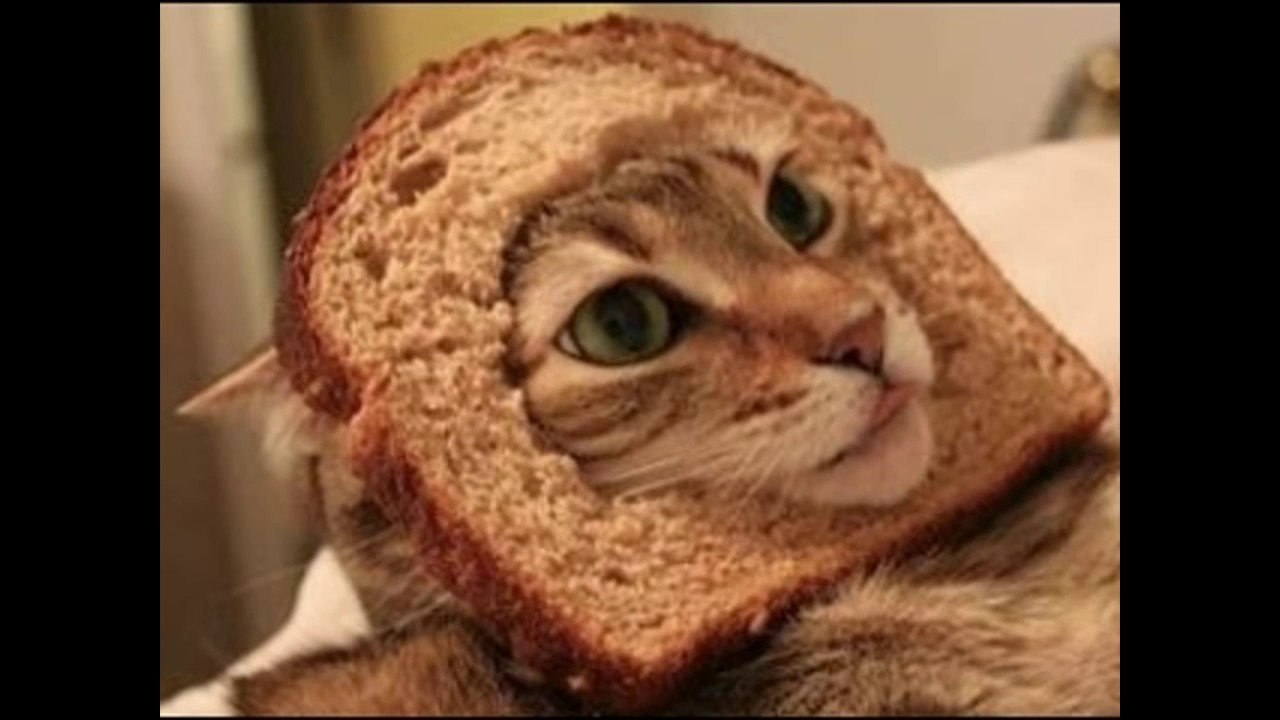 funny cat epic fails, funny cat fails try not to laugh, funny cat humor ...