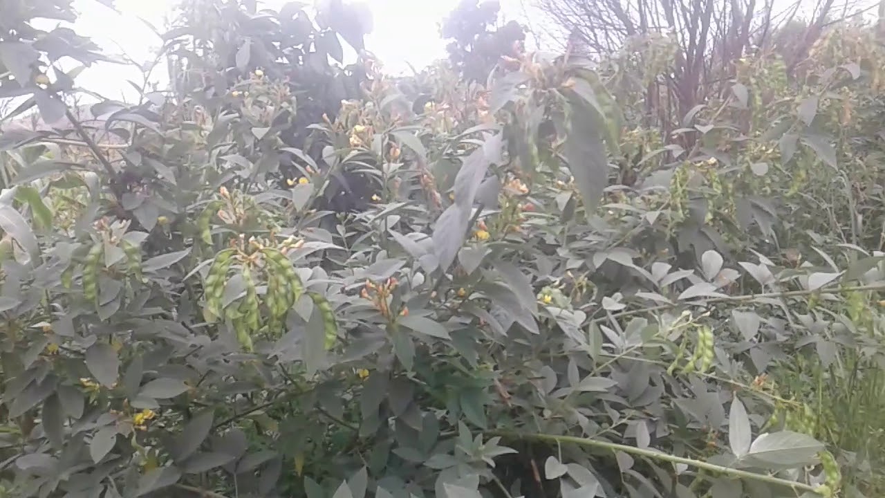 Cultivo de chivatito - YouTube