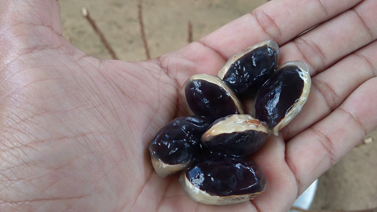 Plantando sementes de Abiu - YouTube