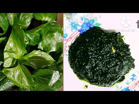 খারকোল পাতা বাটা রেসিপি/ Village Famous Natural Kharkol Pata Collect ...